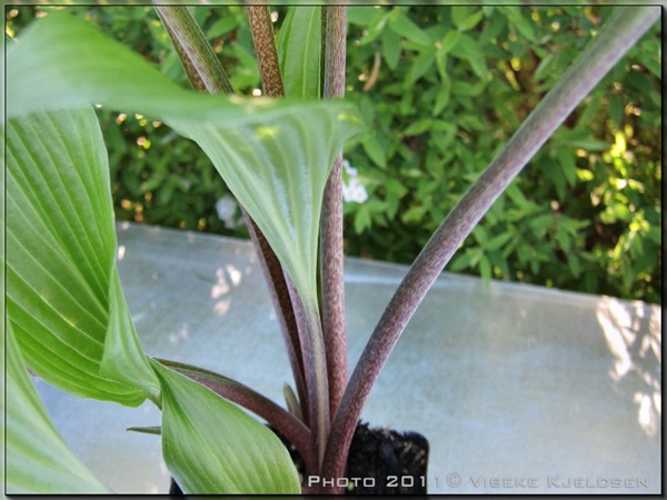 Hostagarden: Hosta ‘Red Dragon’